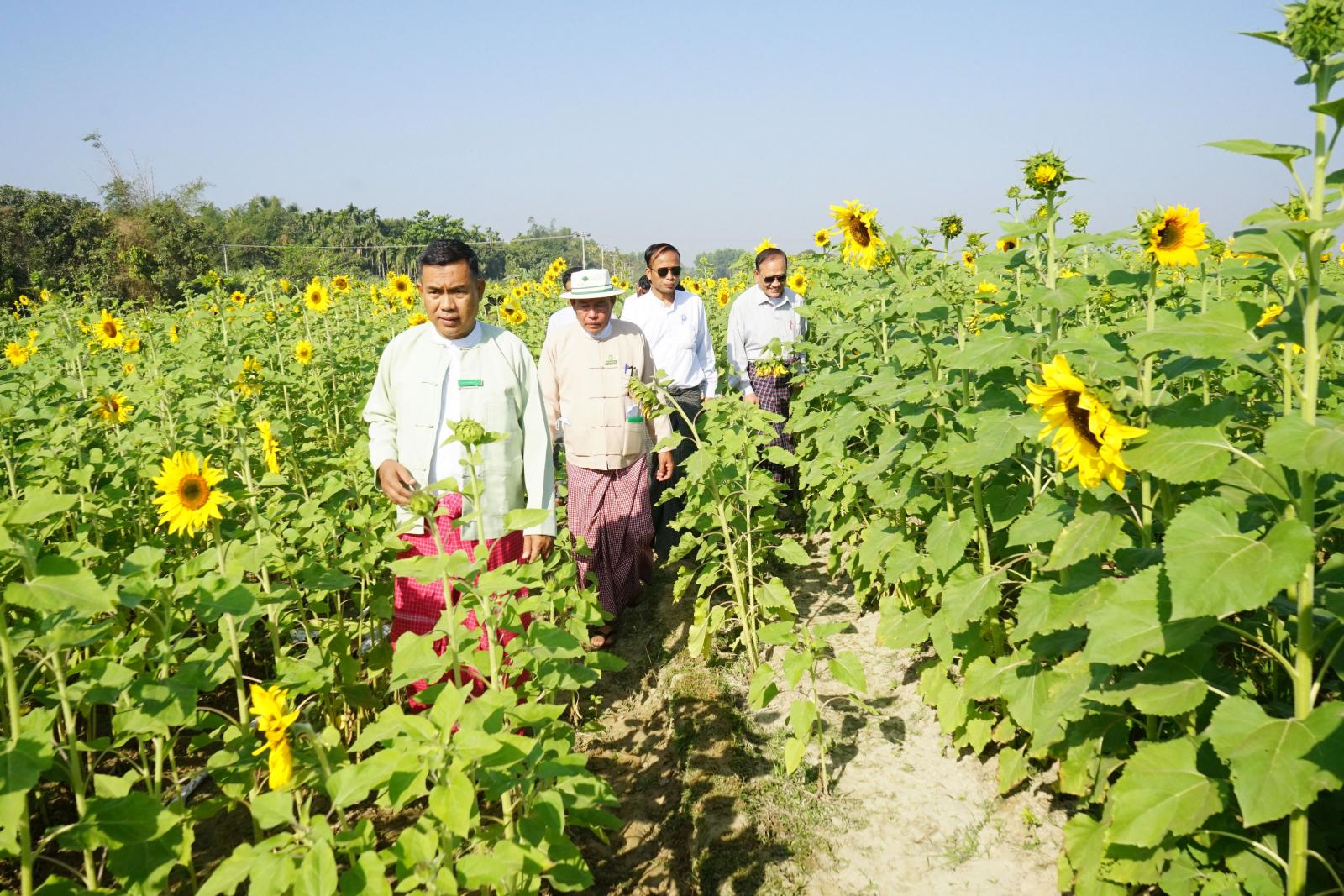 ရခိုင်ပြည်နယ် မောင်တောမြို့နယ်တွင် ဆီထွက်သီးနှံ ဆင်းရွှေကြာ ၂ မျိုးစံကွက် အောင်မြင်ဖြစ်ထွန်းနေမ